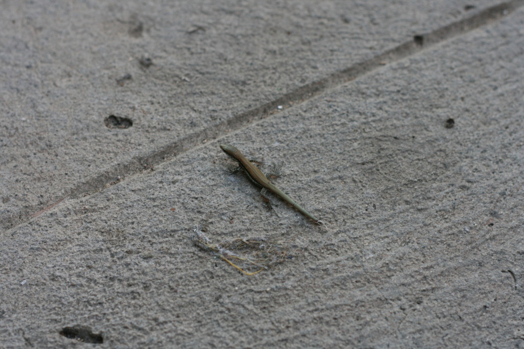 Troodos Rock Lizard from Кипр on September 11, 2018 at 07:36 PM by ...