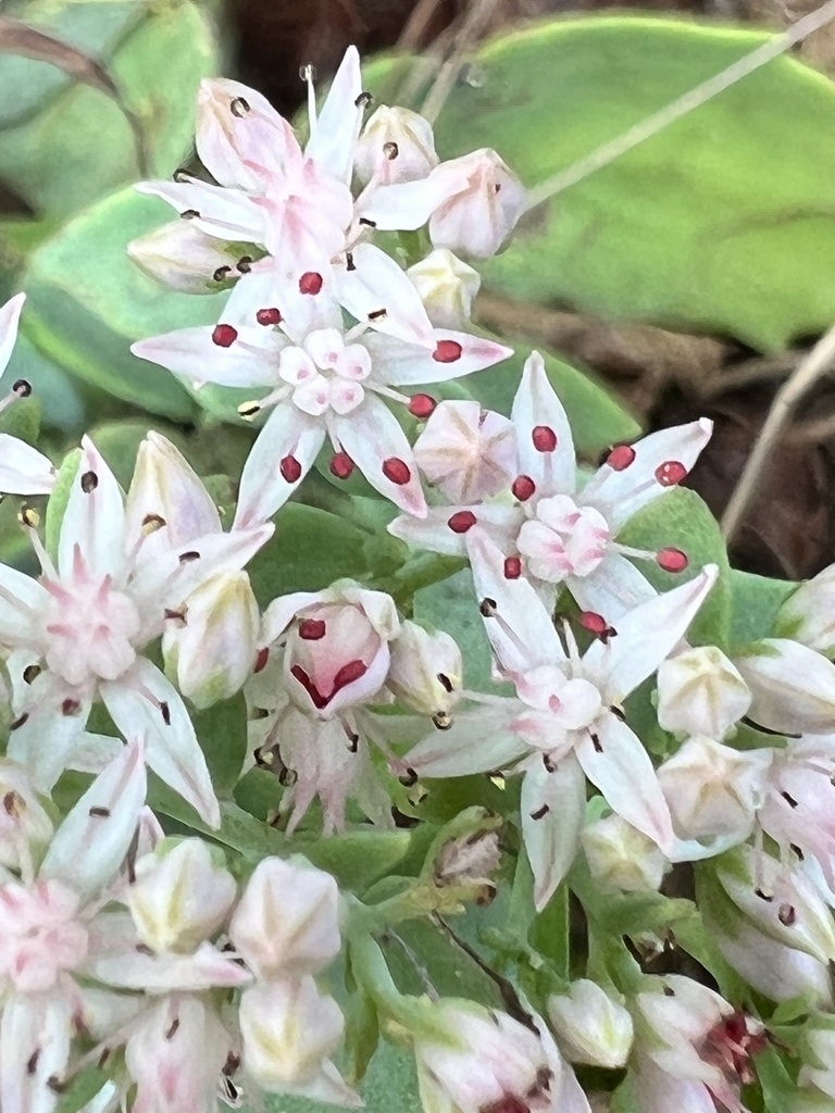 Allegheny stonecrop from Bear Island, Potomac, MD, US on September 10 ...