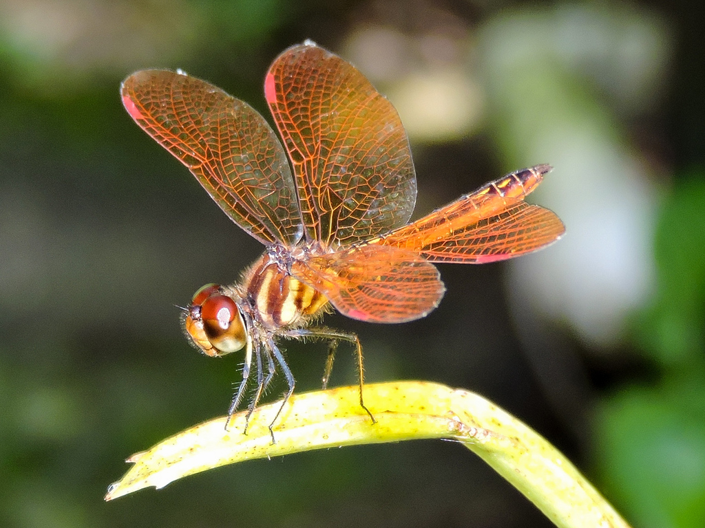 Slough Amberwing (Odonata of Belize) · iNaturalist