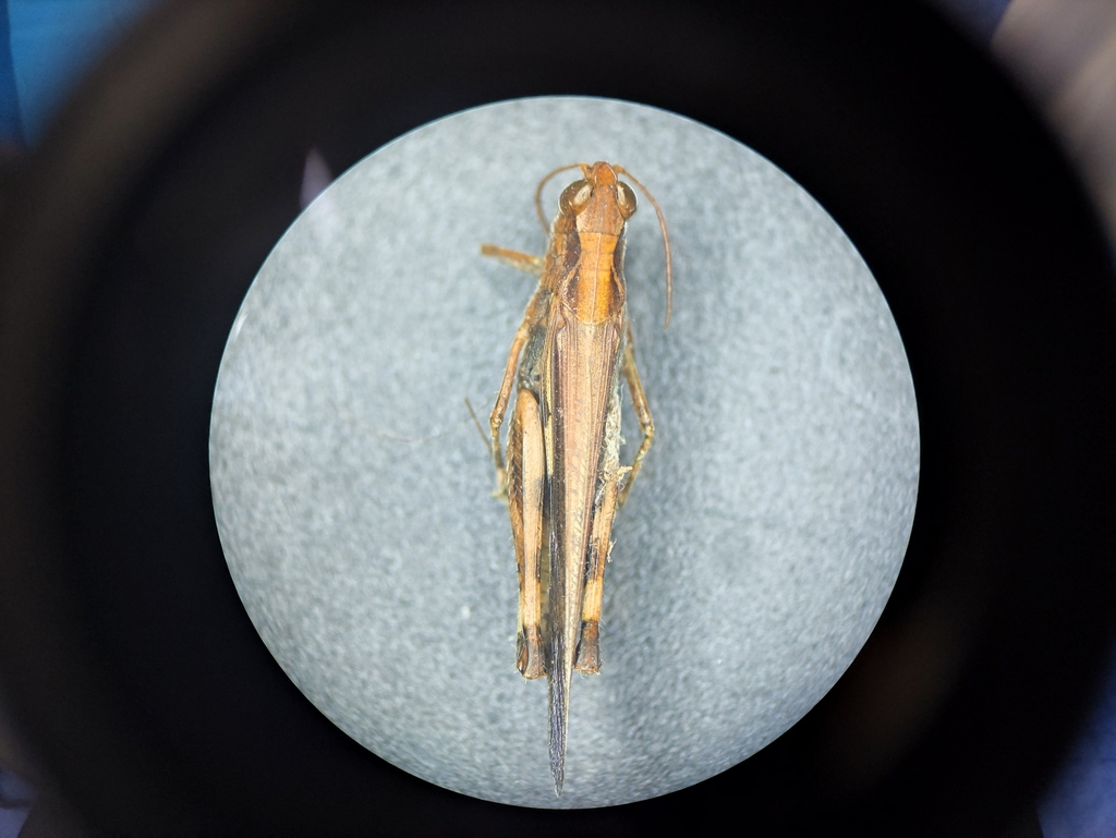Slender Green-winged Grasshopper from Tinuy-an Falls Protected Landscape on September 8, 2022 at ...