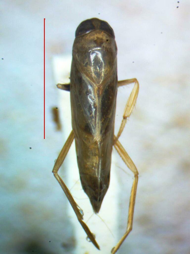 Anisops sardeus from Republique Democratique du Congo, Lac Albert ...