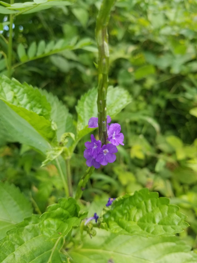 Blue Porterweed from San Germán on September 10, 2022 at 11:33 AM by ...