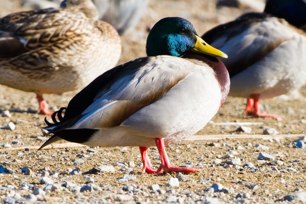 Mallard from Lower Otay Reservoir--Launch Facility on December 31, 2012 ...