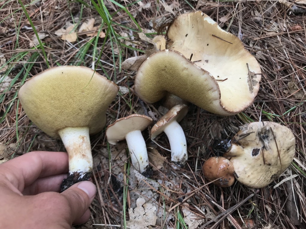 Suillus placidus from Coronado National Forest, Tucson, AZ, US on ...