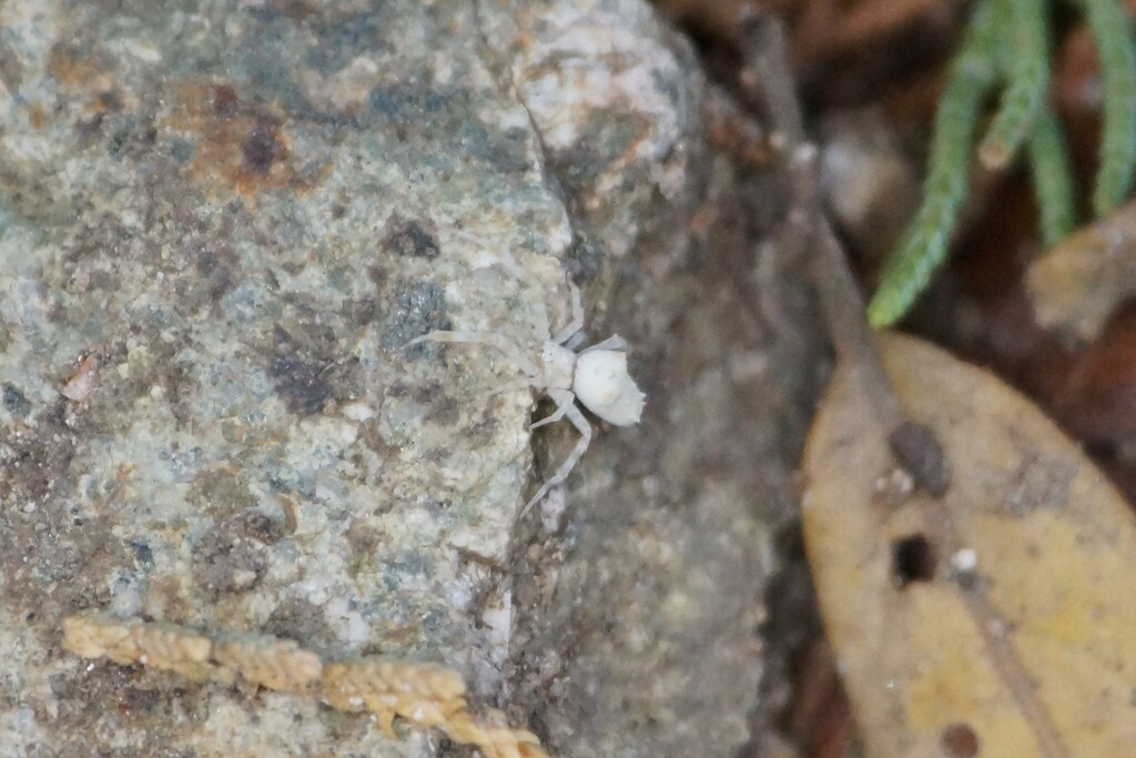 Hackled Orbweavers from Santa Cruz County, AZ, USA on July 23, 2022 at ...