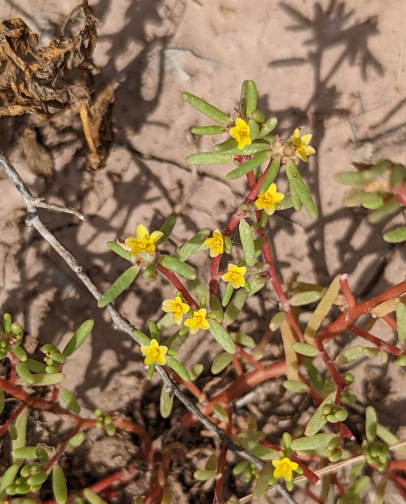 Desert Portulaca (Portulaca halimoides) - Botanical Realm