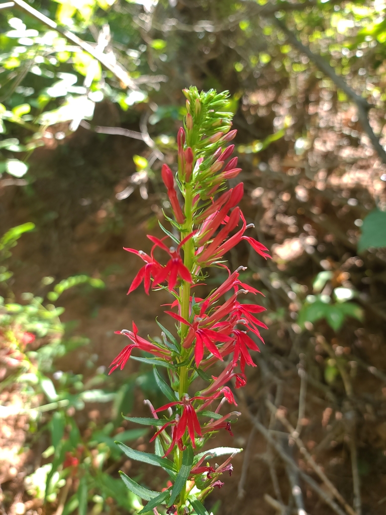 cardinal flower from Guthrie, OK, USA on September 10, 2022 at 01:49 PM ...