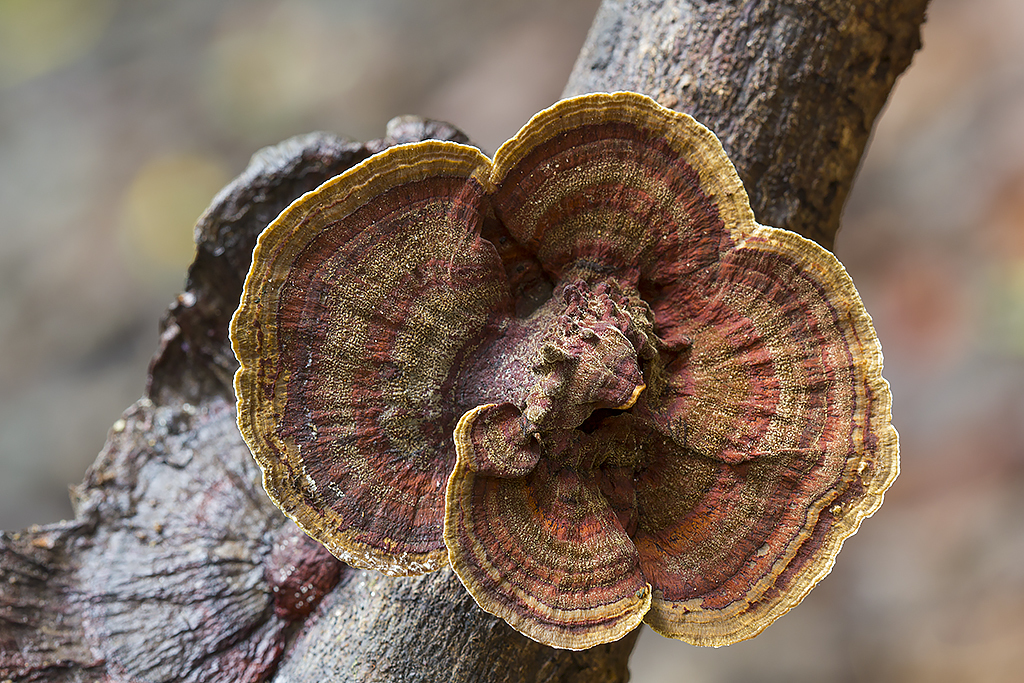 bracket fungi (Exploring Ecosystems Guide) · iNaturalist