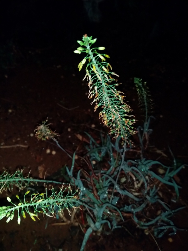 Yellow Cat's Tail from Carletonville, 2499, South Africa on September ...