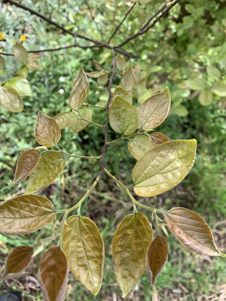 Chinese Hackberry from Wentworth Common, Sydney Olympic Park, NSW, AU ...