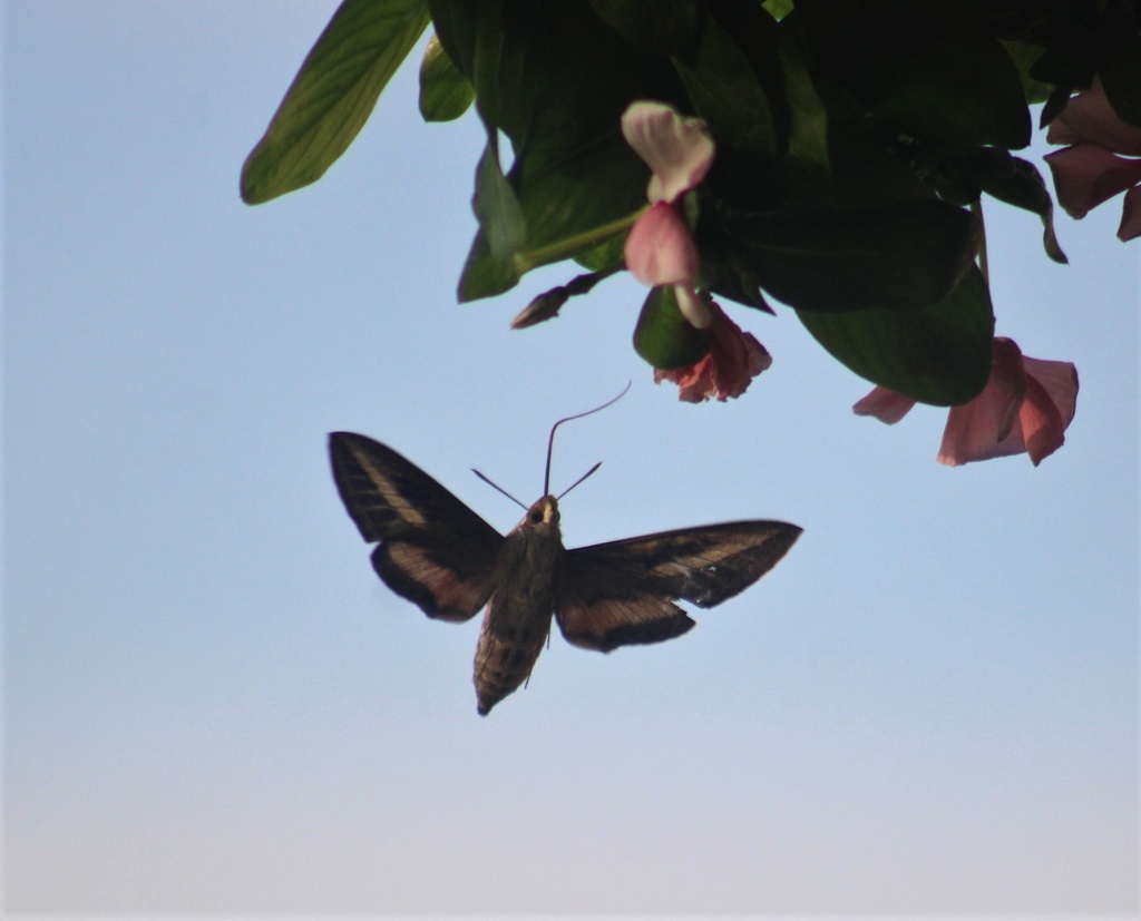 White-lined Sphinx from S Yellow Flower Rd, Golden Valley, AZ, US on ...