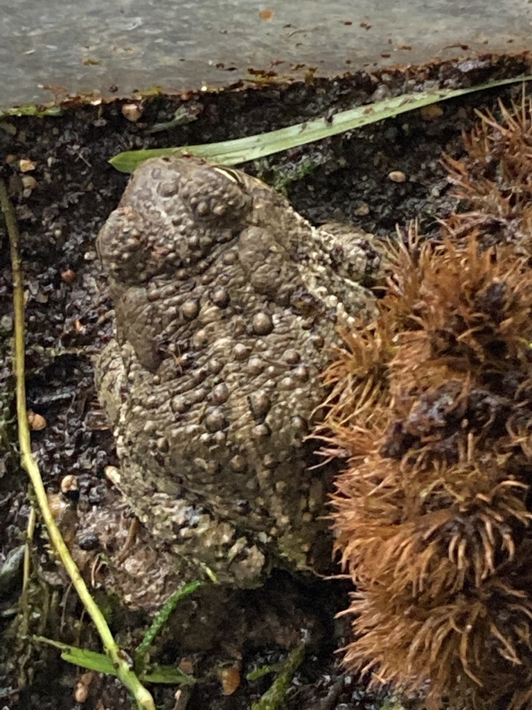 Woodhouse's Toad from N County Road 13, Wellington, CO, US on September ...