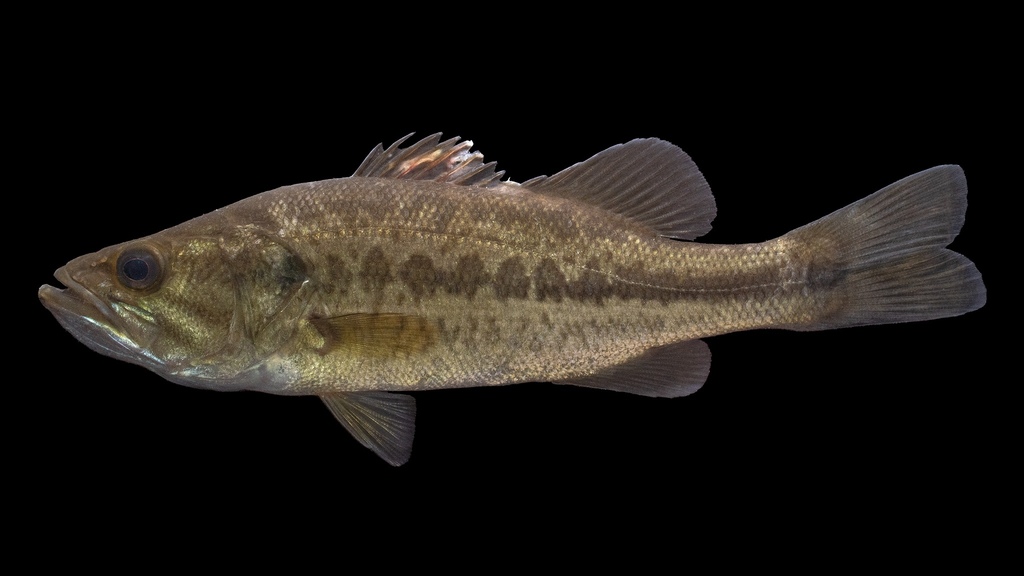 Largemouth Bass (Micropterus nigricans) - Marine Life Identification
