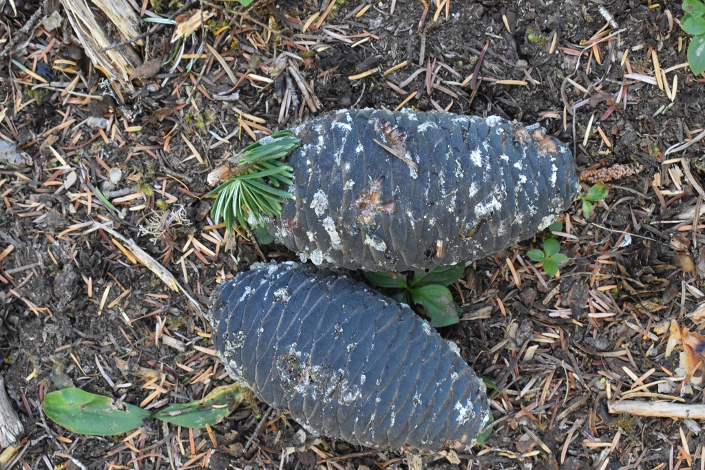 Pacific silver fir from North Pyramid Peak Trail Linn County, OR, USA ...