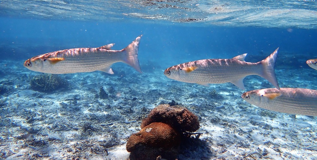Fringelip Mullet (Moolgarda crenilabis) - Marine Life Identification