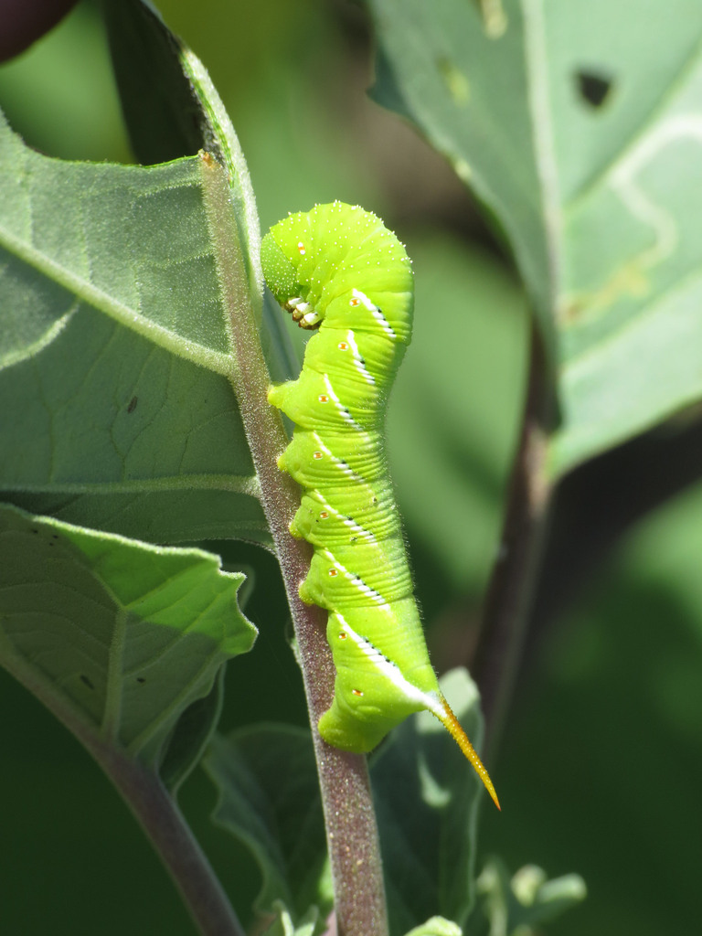 Carolina Sphinx from Maricopa, Arizona, United States on September 10 ...