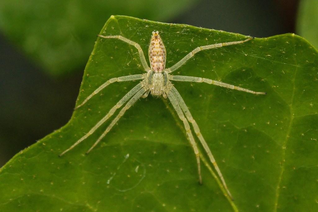 Running Crab Spiders from Lomas del Valle, Zapopan, Jal., México on ...