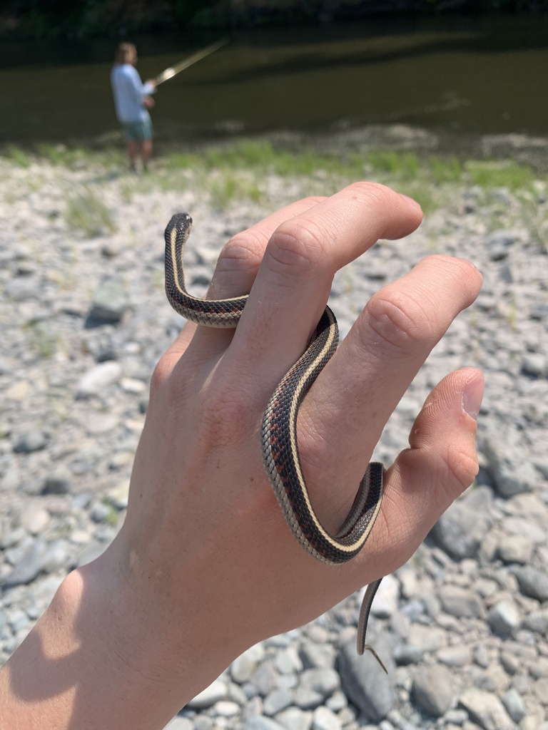 Common Garter Snake from Klamath River, Hoopa, CA, US on September 10 ...