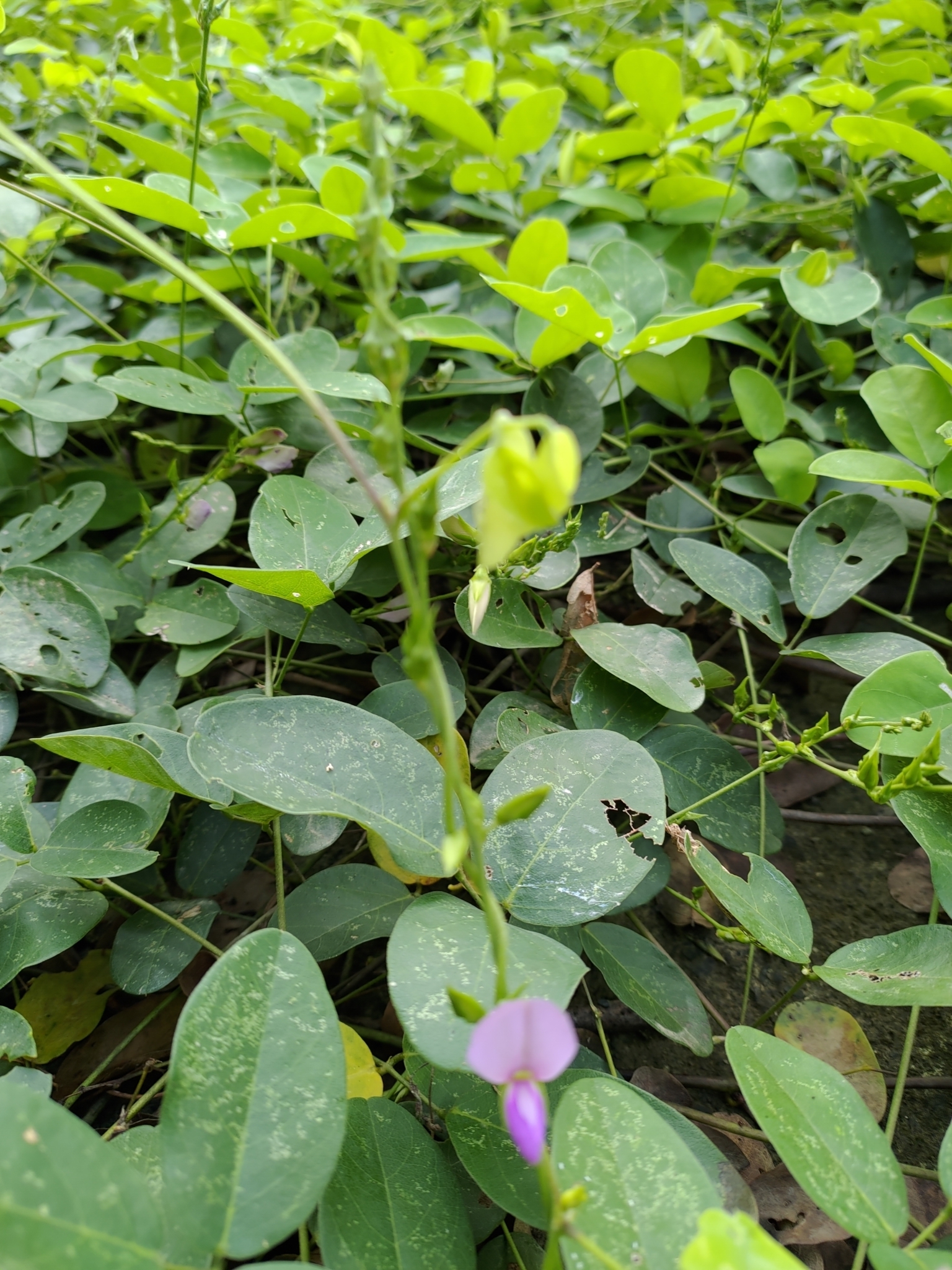 Galactia striata (Jacq.) Urb.