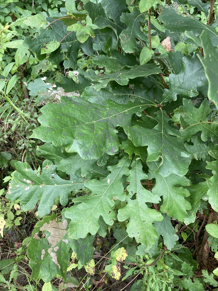 bur oak from Cresspond Rd, Clear Spring, MD, US on September 10, 2022 ...