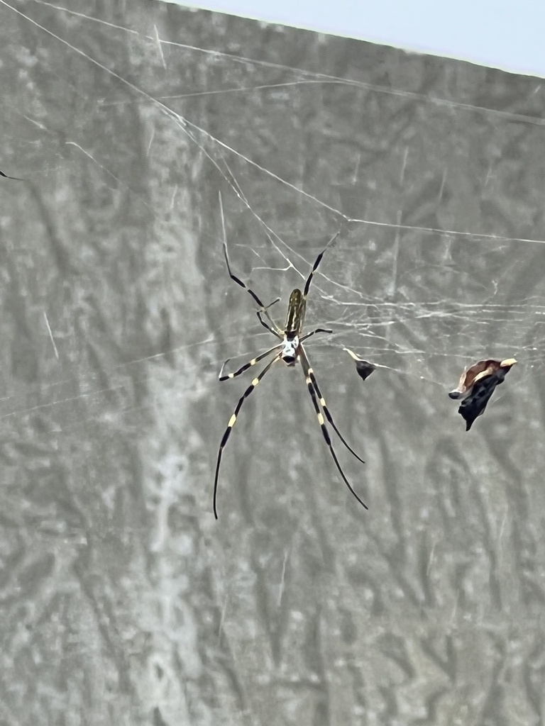 Joro Spider from Sanford Stadium, Athens, GA, US on September 10, 2022 ...