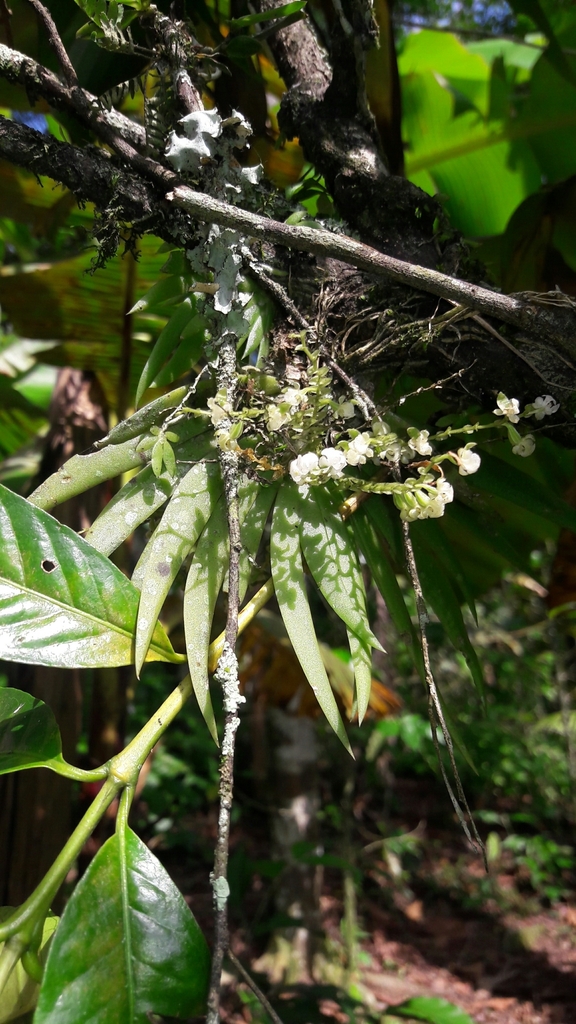 Ornithocephalus inflexus from Naranjal, Veracruz on September 10, 2022 ...