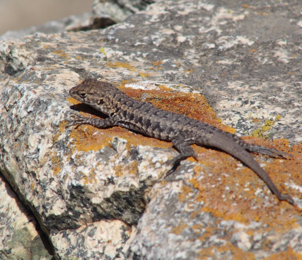 Braided Smooth-throated Lizard from Coquimbo, Chile on August 13, 2022 ...