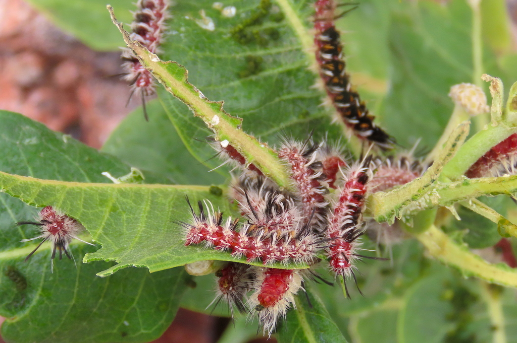Euchaetes from Adams County, CO, USA on September 10, 2022 at 12:42 PM ...