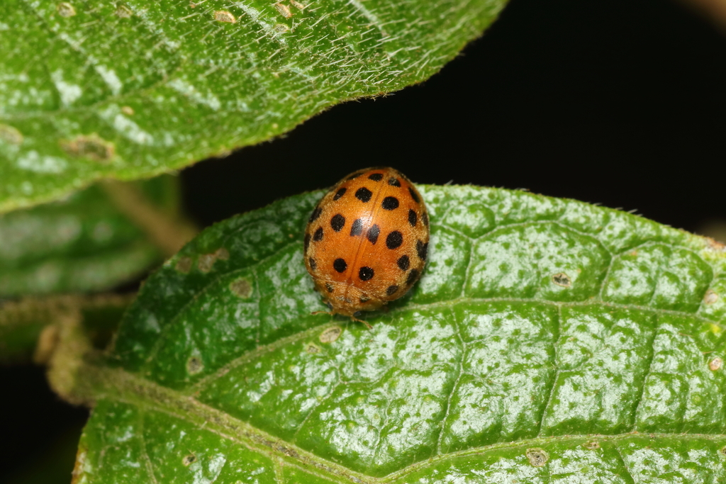 Hadda Beetle from Vila Pedra Branca, São Paulo - SP, Brasil on ...