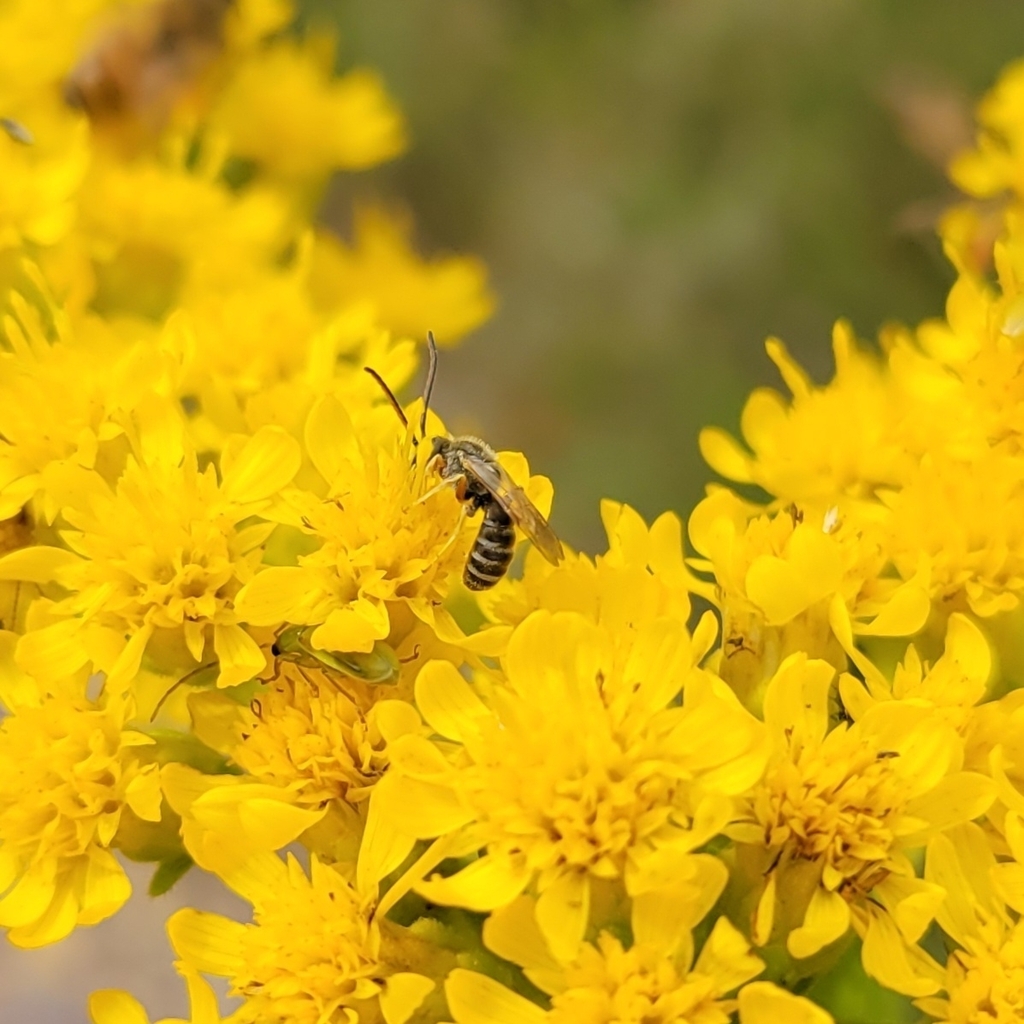 Confusing Furrow Bee from Midway Township, MN 56159, USA on September ...