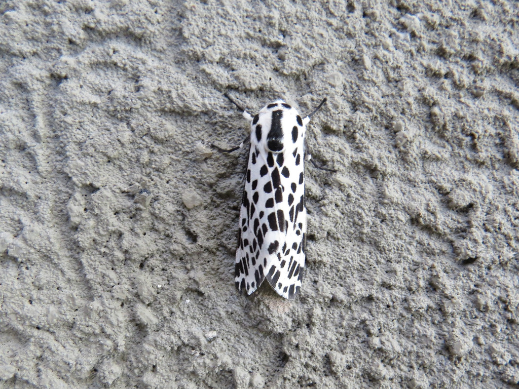 Many-spotted Tiger Moth (Insects of Highline Lake State Park) · iNaturalist
