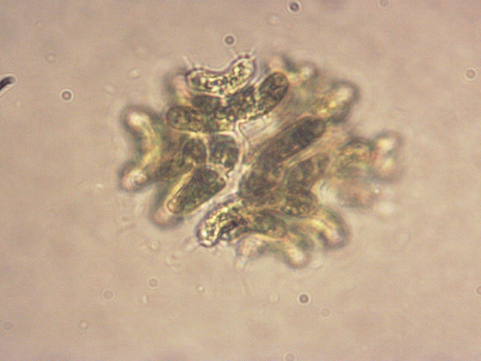 Dimorphococcus Braun, 1855