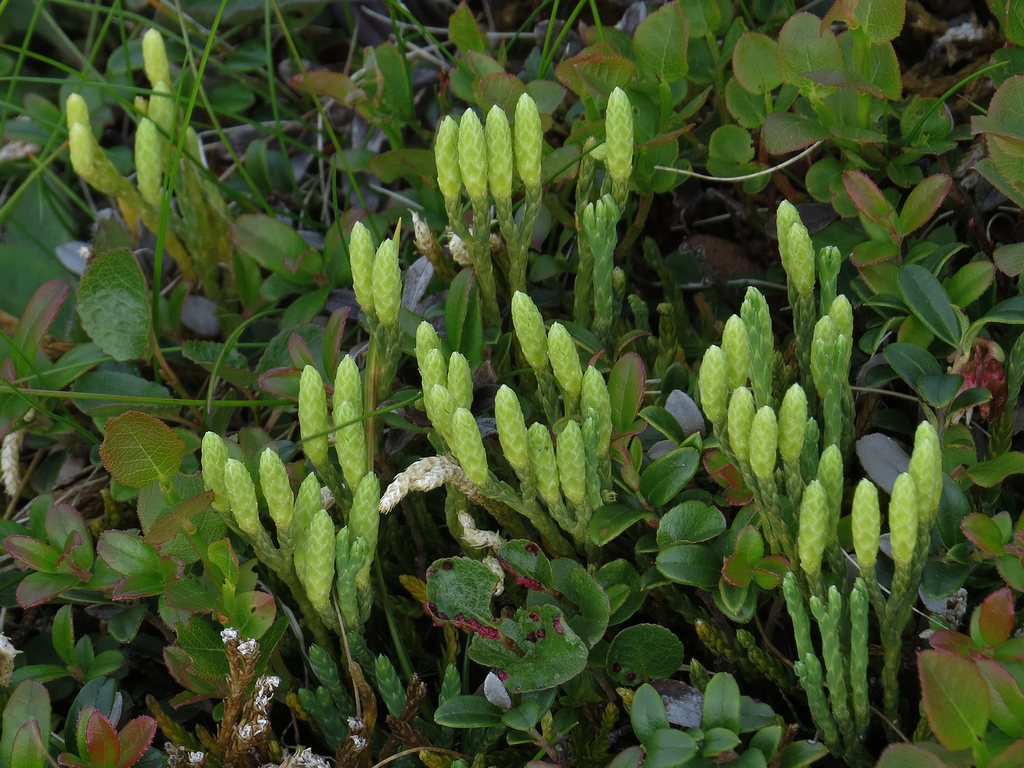 alpine clubmoss (Diphasiastrum alpinum) - Botanical Realm