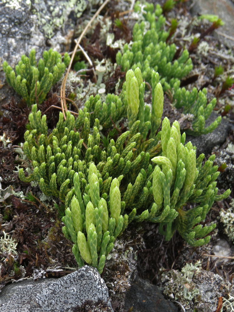 alpine clubmoss (Diphasiastrum alpinum) - Botanical Realm