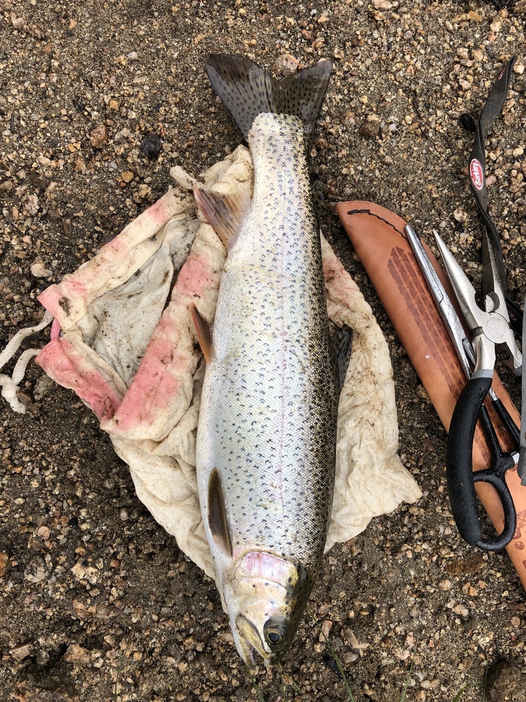 Rainbow Trout from Gross Reservoir, Golden, CO, US on September 10 ...