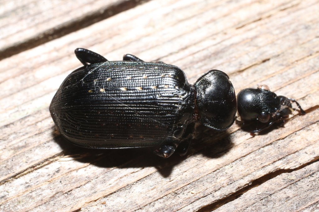 Black Caterpillar Hunter from Home, St Mary's County, MD, USA on ...