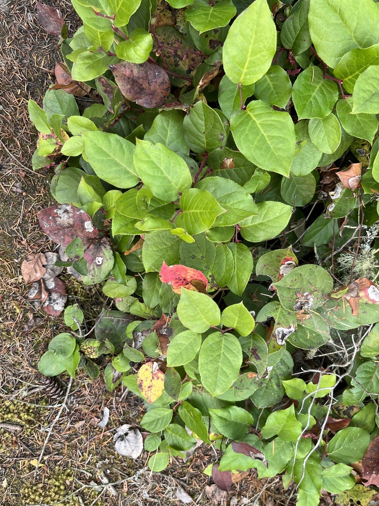 salal from Island County, US-WA, US on September 10, 2022 at 04:49 PM ...