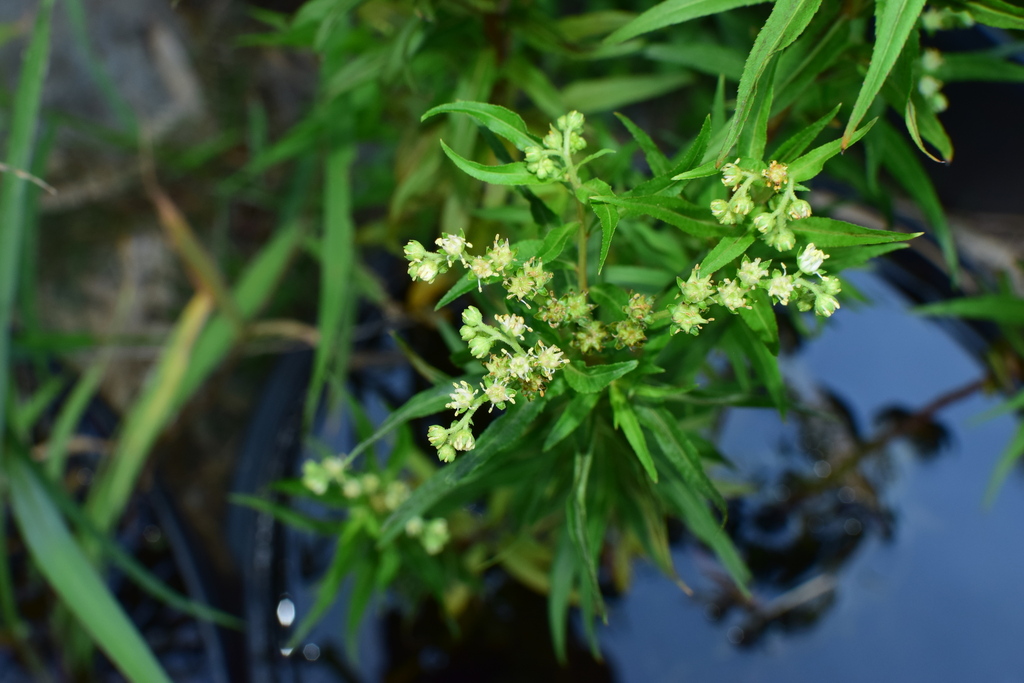 (Penthorum chinense) - Botanical Realm
