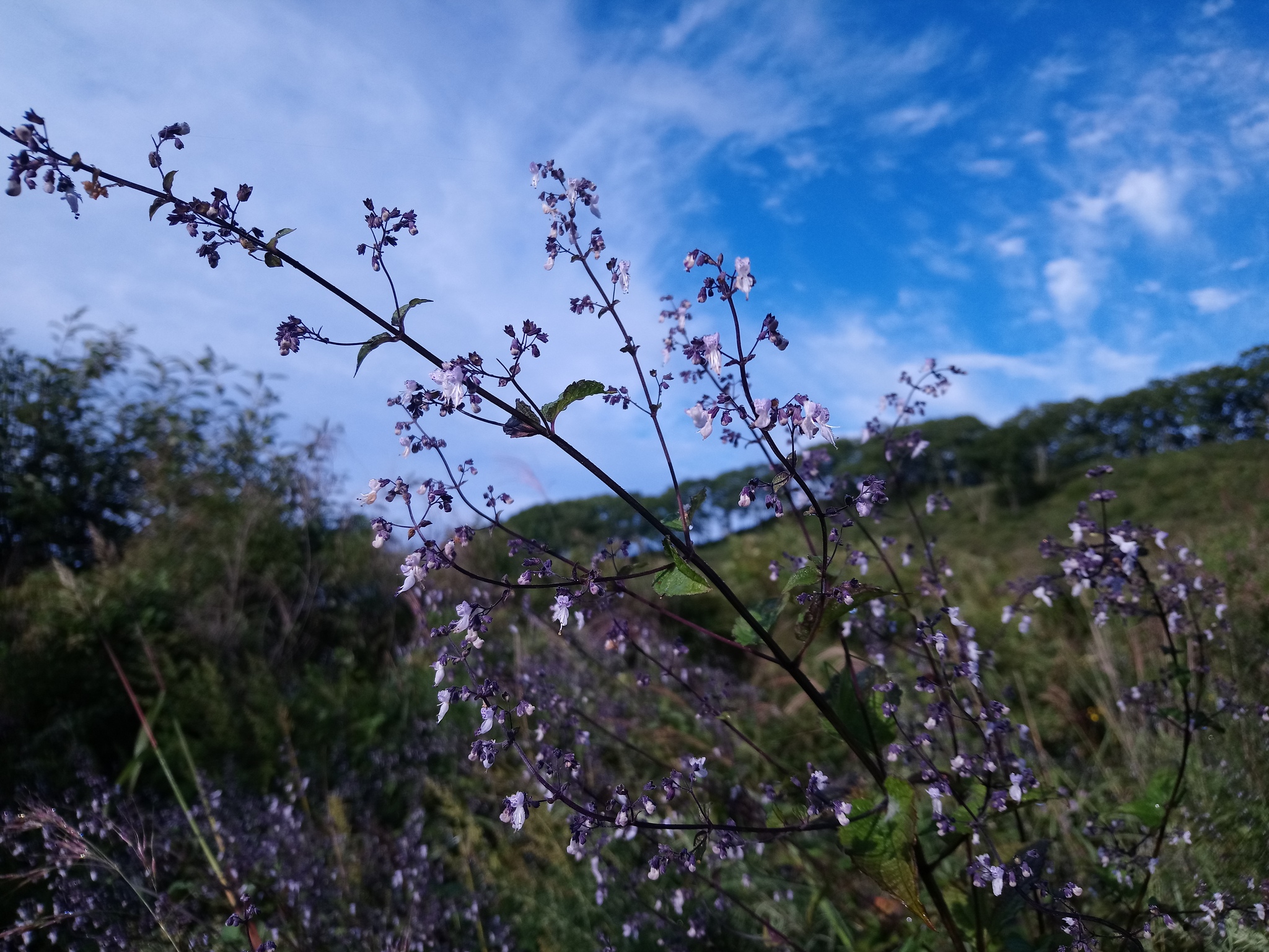 Isodon japonicus (Burm.f.) H.Hara