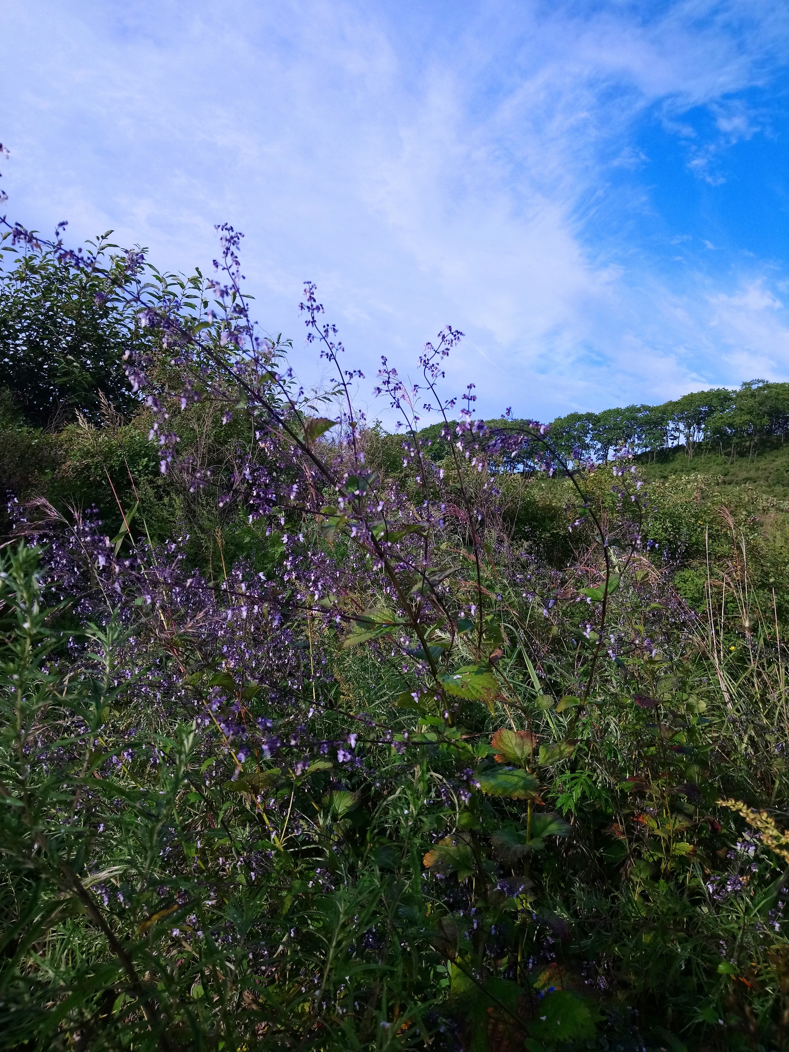 Isodon japonicus (Burm.f.) H.Hara