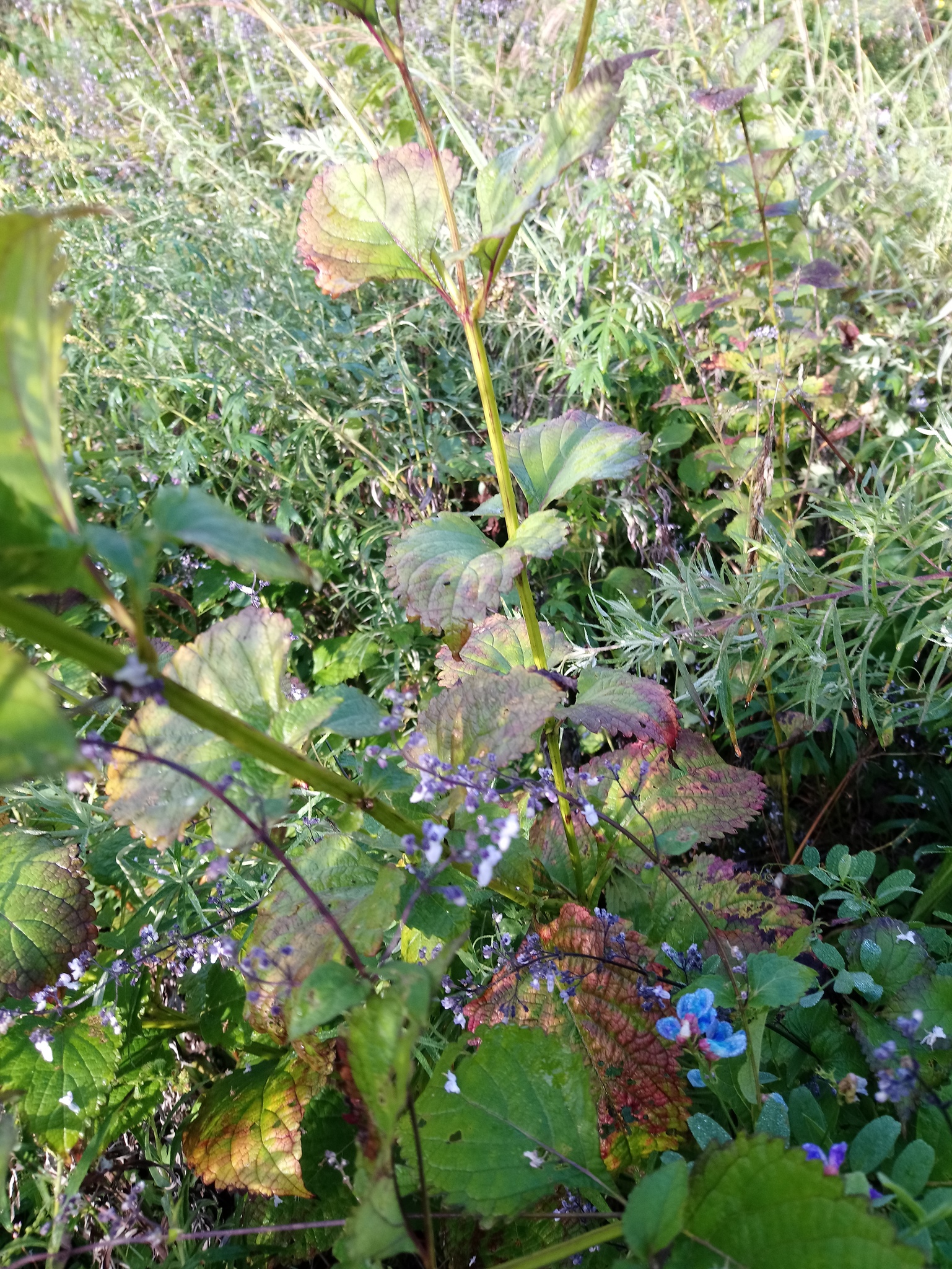 Isodon japonicus (Burm.f.) H.Hara