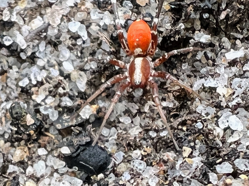 Castianeira crucigera from Old McLeod Bridge Rd, Adrian, GA, US on ...