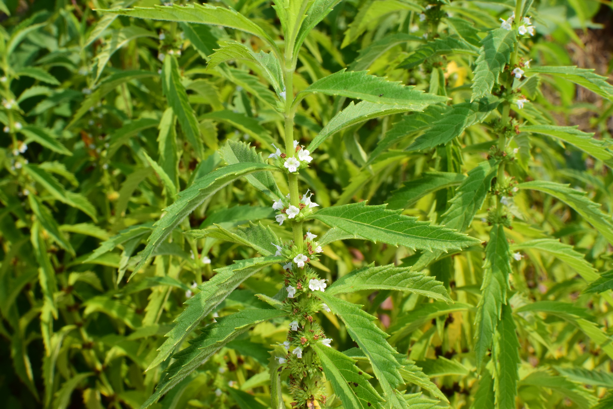 Lycopus lucidus Turcz. ex Benth.