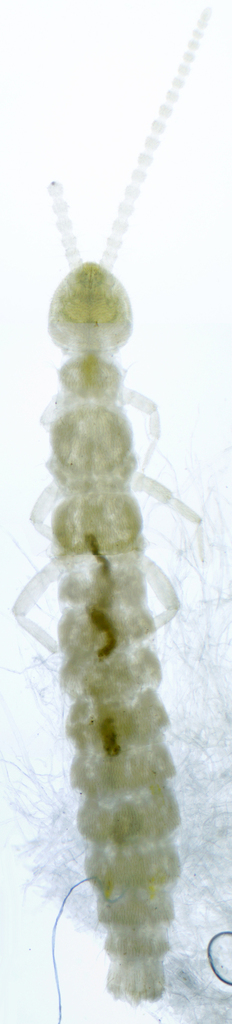 Campodea fragilis from Neuville, QC, Canada on September 09, 2022 at 04 ...