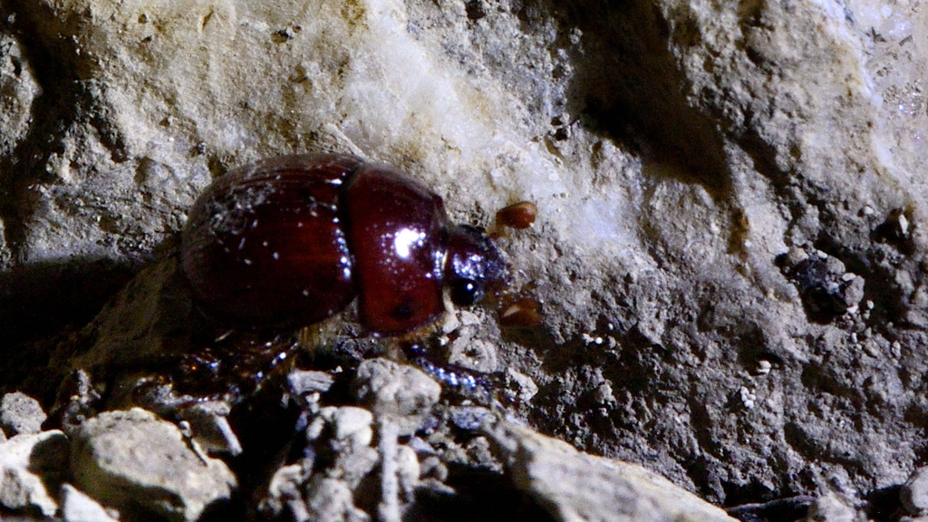 Bolbelasmus variabilis from Montemorelos, N.L., México on September 10 ...