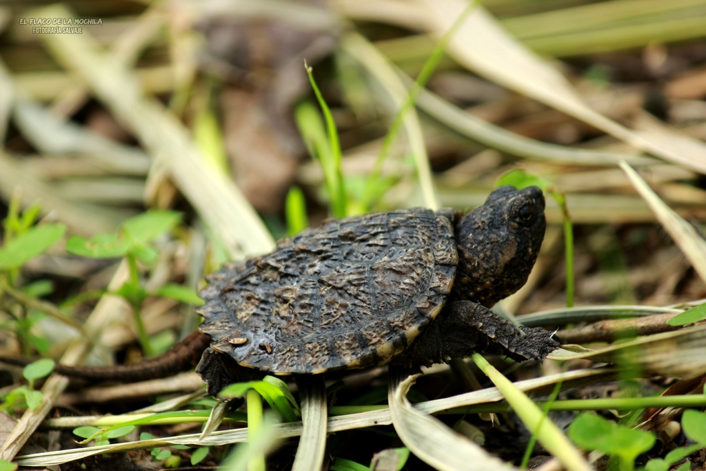 South American Snapping Turtle from Los Ríos, Ecuador on April 16, 2018 ...