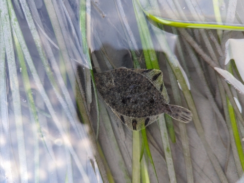 Starry Flounder (China Cove Organisms) · iNaturalist