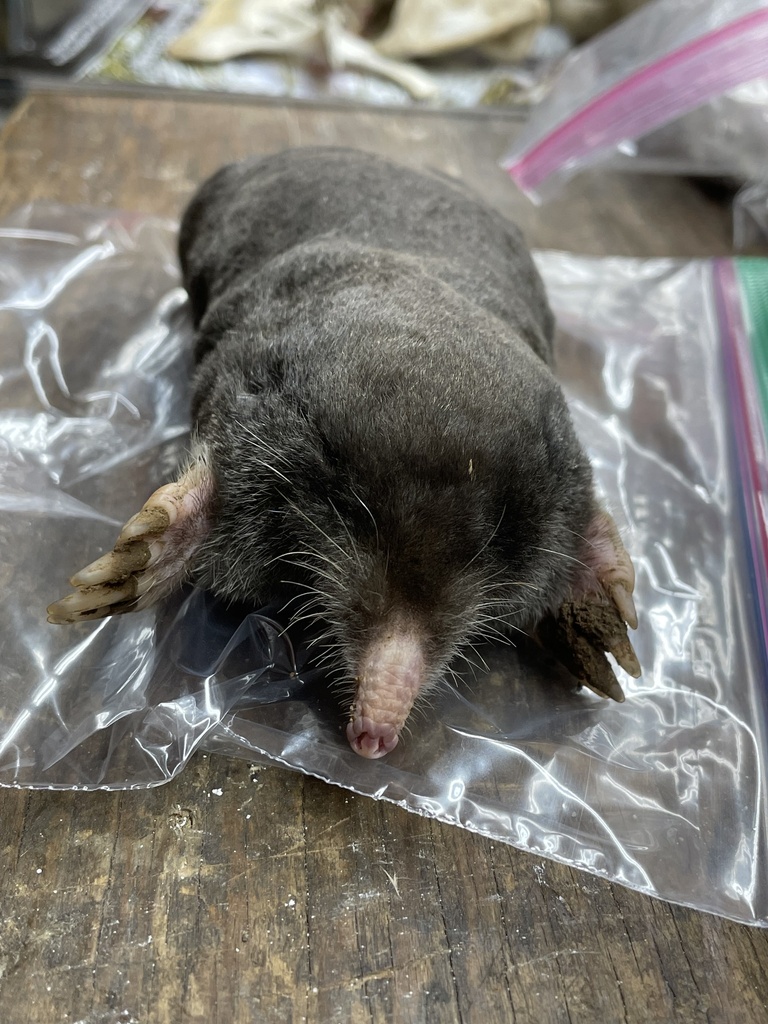 Townsend's Mole (Scapanus townsendii) - Know Your Mammals