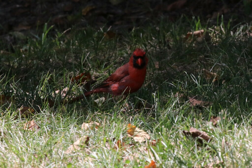 Northern Cardinal from Prince George's County, MD, USA on September 02 ...