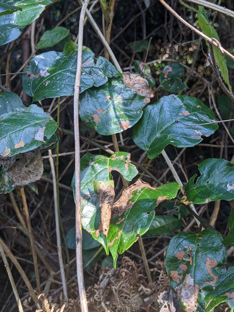 Kangaroo Vine from Valla NSW 2448, Australia on September 11, 2022 at ...
